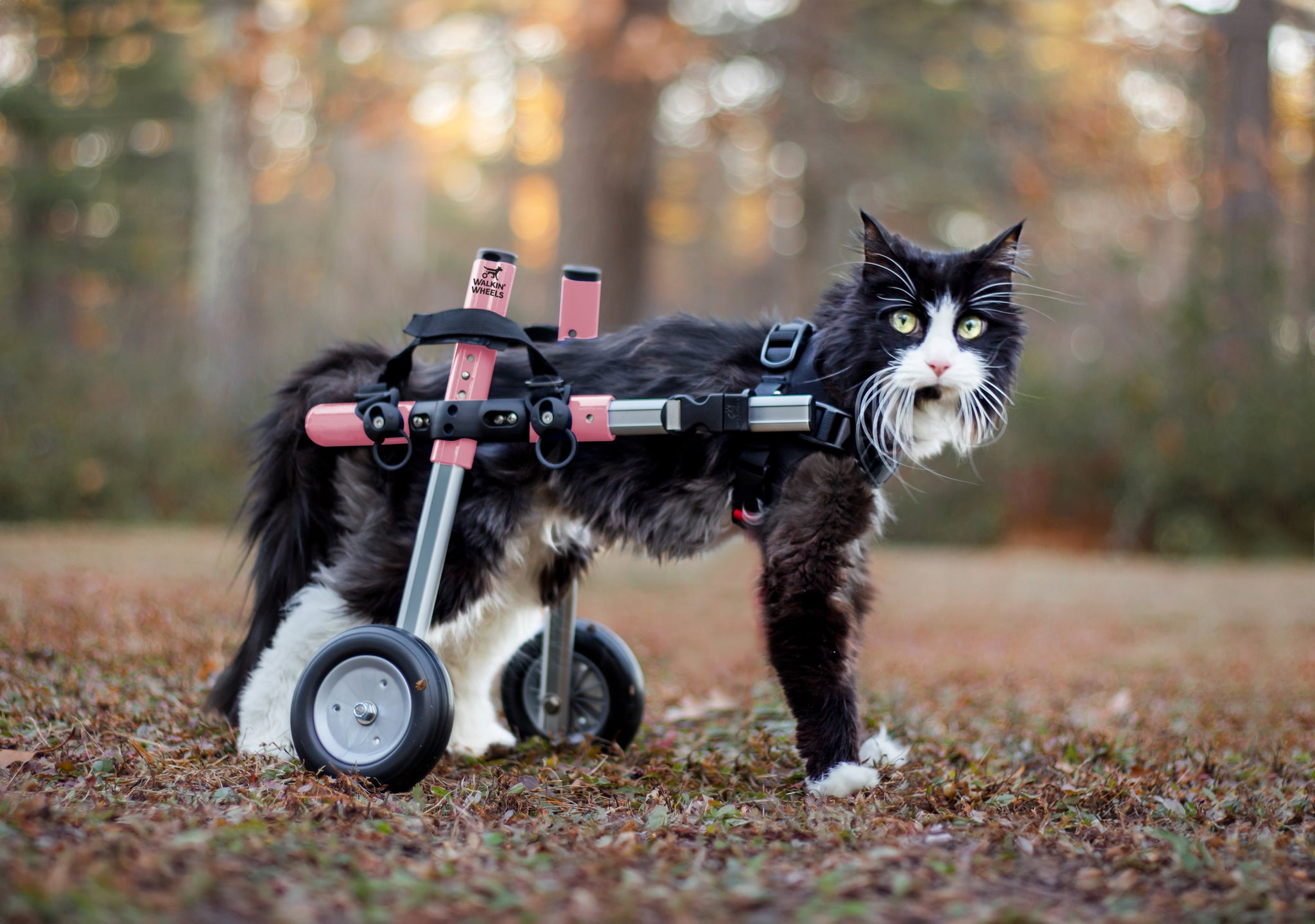 Cat Wheelchair | Walkin' Wheels Wheelchair for Cats | Walkin' Pets