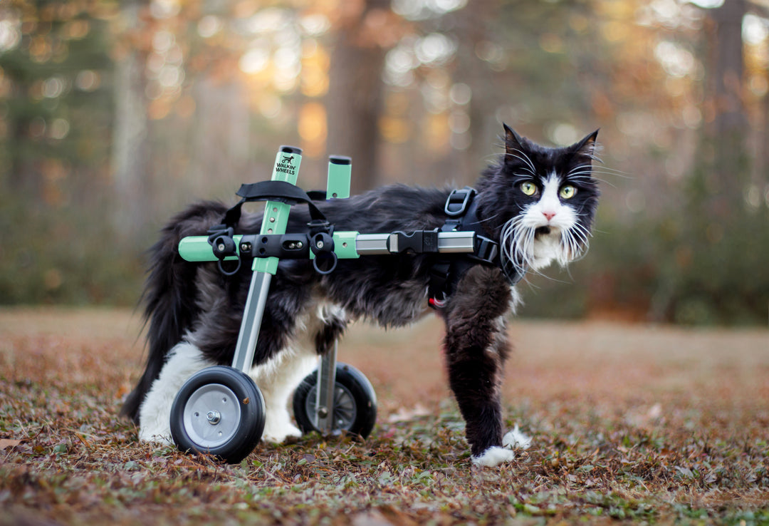 Cat Wheelchair | Walkin' Wheels Wheelchair for Cats | Walkin' Pets
