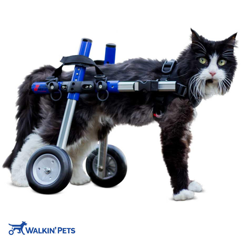 Cat Wheelchair | Walkin' Wheels Wheelchair for Cats | Walkin' Pets