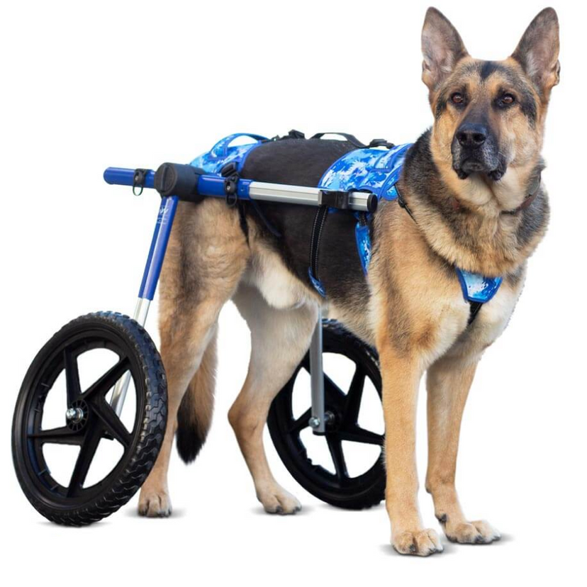 Equipment for Disabled Dogs | Carts for Disabled Dogs – Walkin' Pets