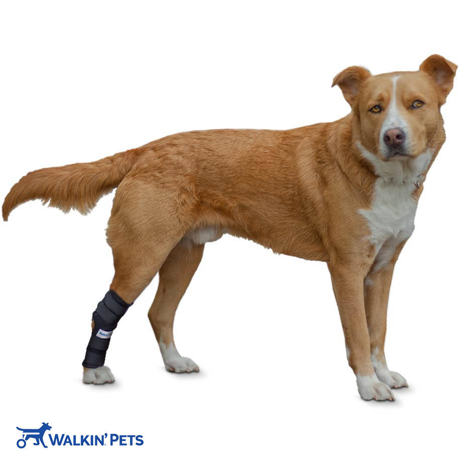 Extended Dog Hock Wrap | Dog Hock Support | Walkin' Pets