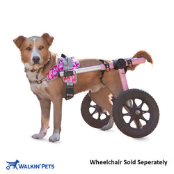 Cat Wheelchair | Walkin' Wheels Wheelchair for Cats | Walkin' Pets