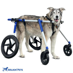 4 Wheels Support | Walkin' Pets