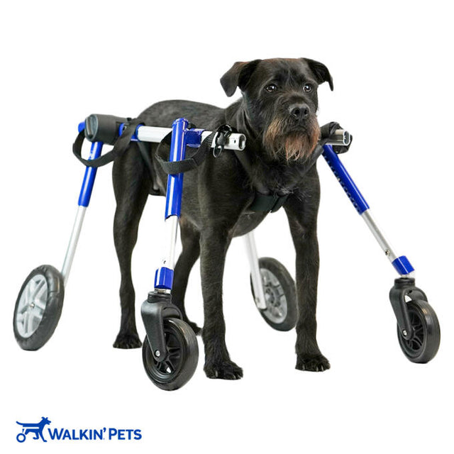 4 Wheels Support | Walkin' Pets