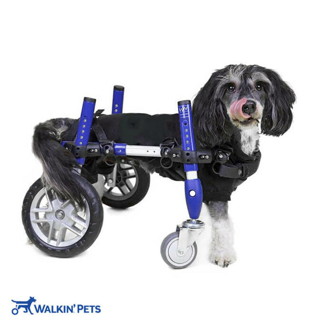 Full Support Dog Wheelchairs for Dachshunds & Other Small Dogs – Walkin ...