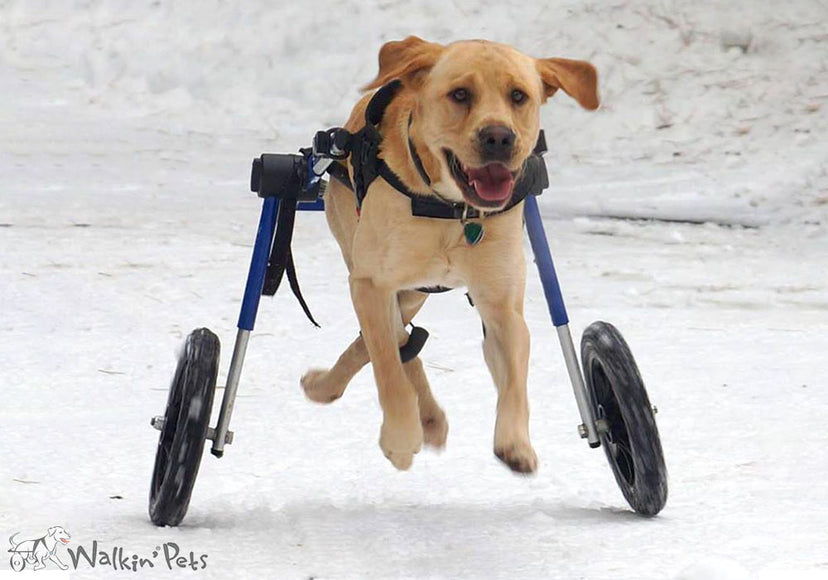 Med\Large Dog Wheelchair for Pets 51-69 Lbs | Walkin' Wheels – Walkin' Pets
