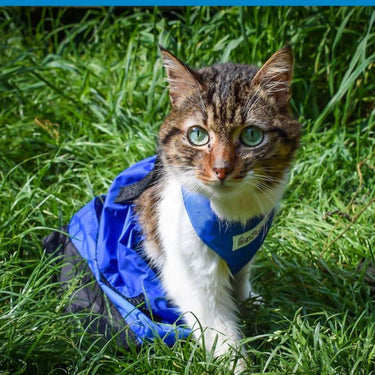 Drag Bag | Walkin' Drag Bag | Dog Drag Bag | Walkin' Pets