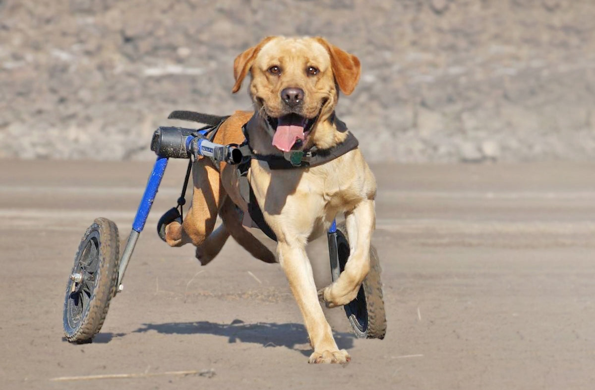 Walkin' Wheels Large Dog Wheelchair for Walkin' Pets