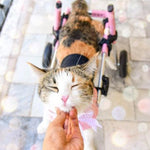 Cat Wheelchair | Walkin' Wheels Wheelchair for Cats | Walkin' Pets