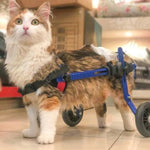 Cat Wheelchair | Walkin' Wheels Wheelchair for Cats | Walkin' Pets