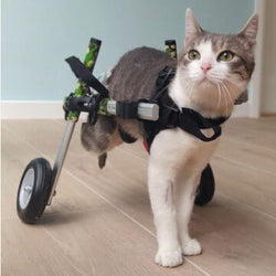 Cat Wheelchair | Walkin' Wheels Wheelchair for Cats | Walkin' Pets